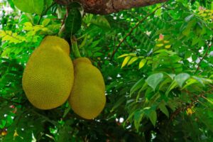 Breadfruit Tree - Grow, Care For, And Harvest Breadfruit Trees